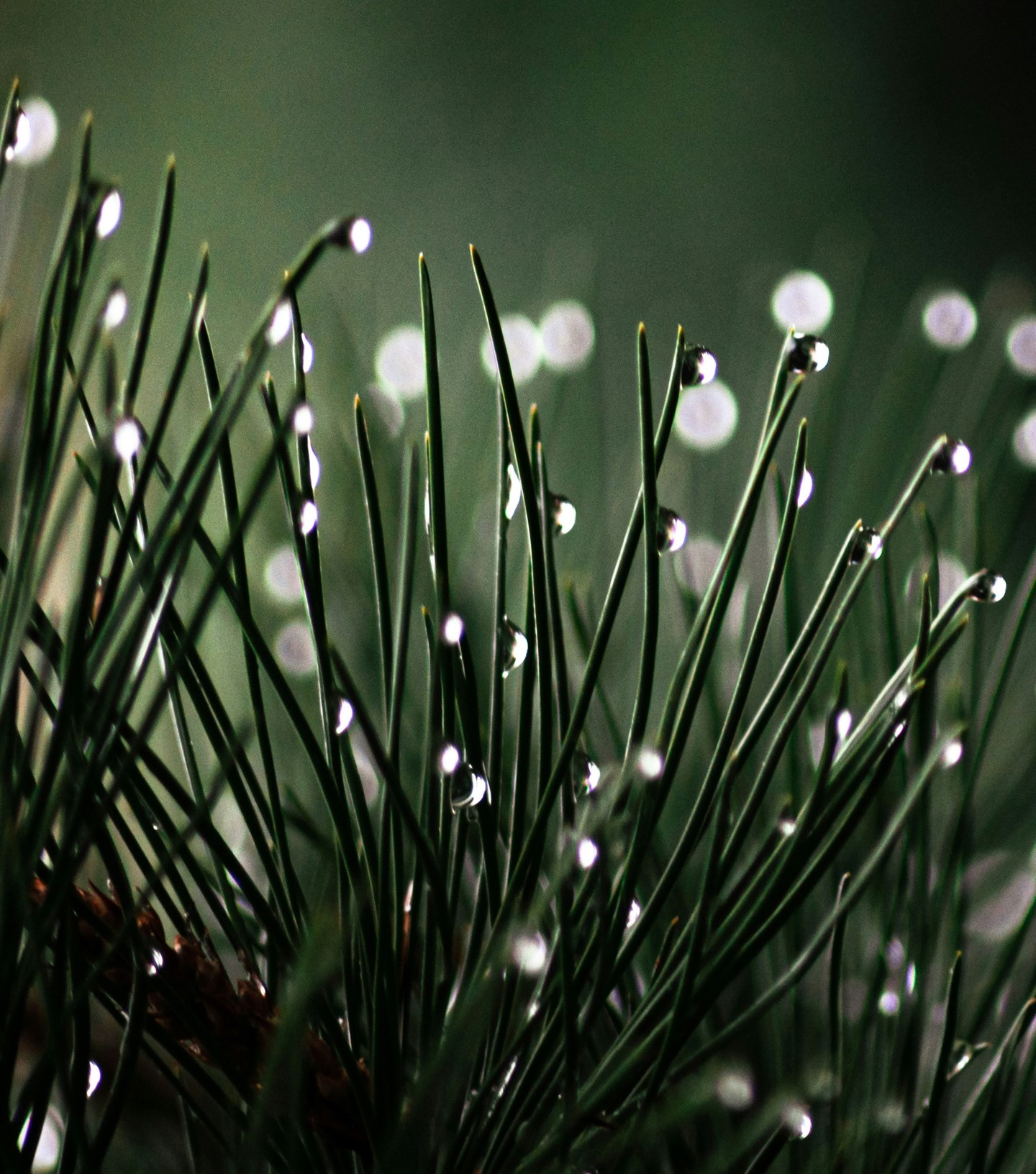 Corporate sustainability reporting – reinforced requirements for ...